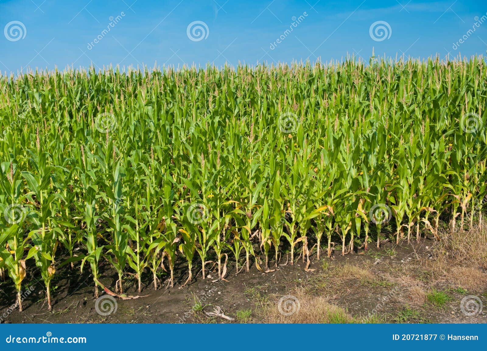 Maize field stock image. Image of farmer, organic, plant - 20721877