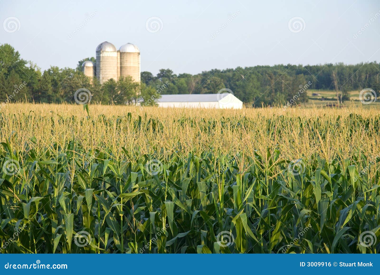 Maize field stock photo. Image of rustic, large, outbuilding - 3009916