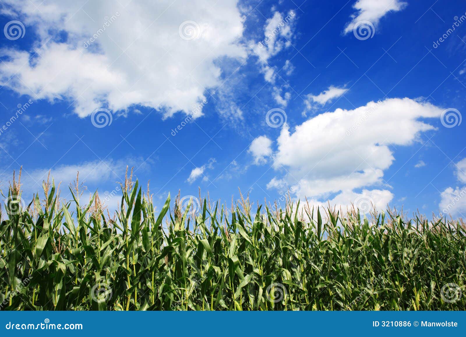 Maize field stock photo. Image of food, maize, organic - 3210886