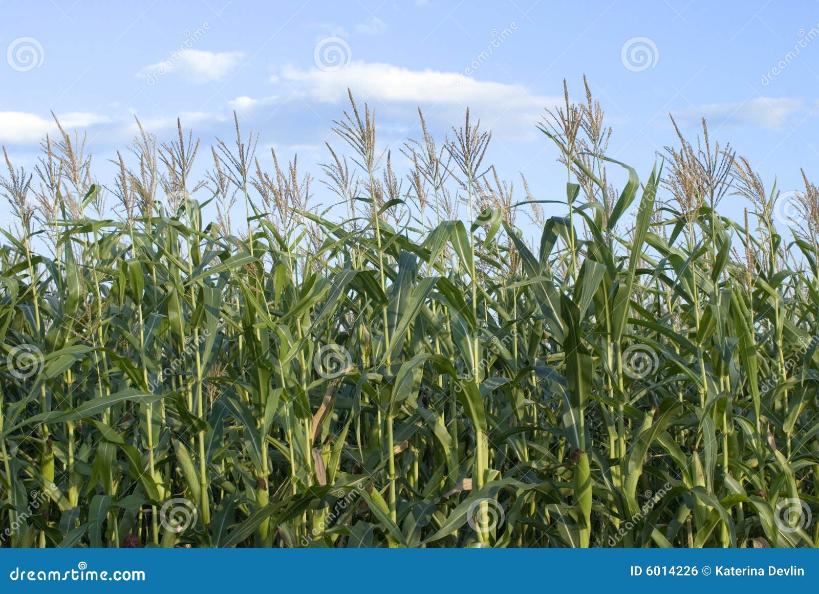 Maize Field Royalty Free Stock Image - Image: 6014226