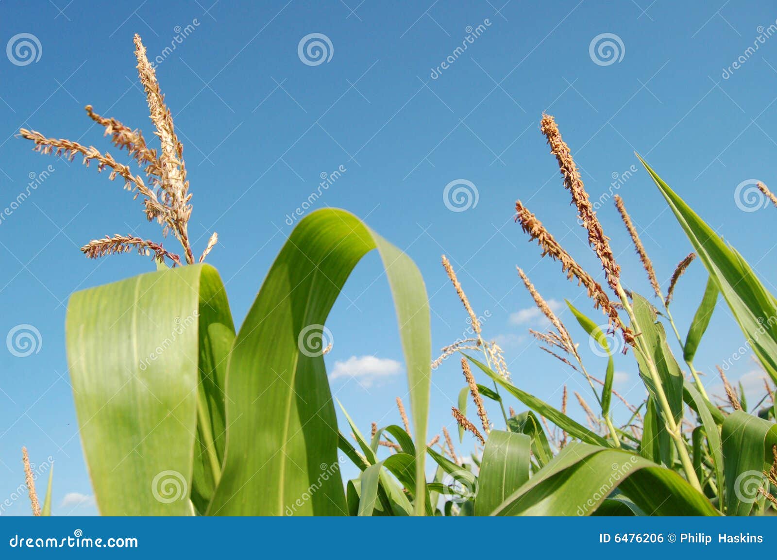 Maize in a Field stock photo. Image of leaves, corn, stalks - 6476206
