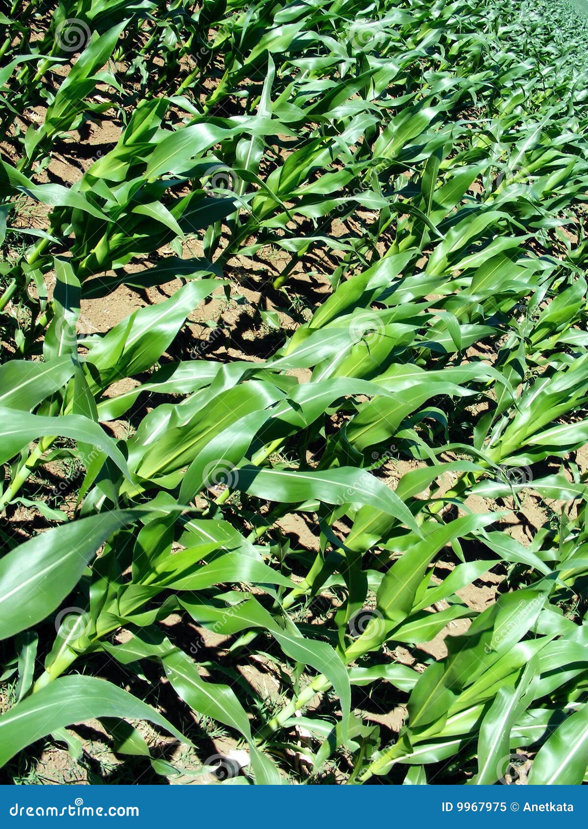 Maize Field stock image. Image of plant, leaf, country - 9967975