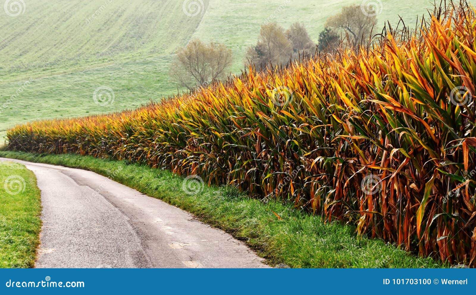 Maize Field in Autumn Light Stock Photo - Image of landscape, fall ...