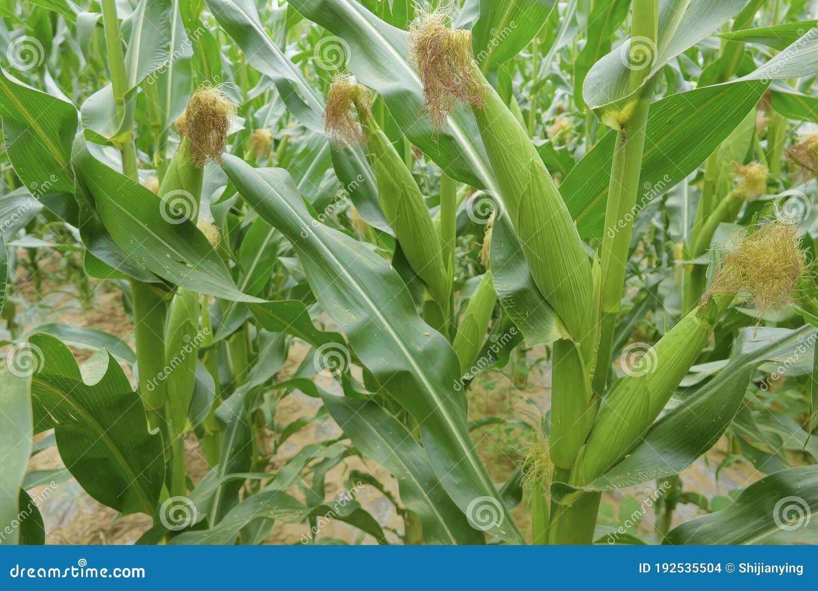Maize field stock photo. Image of fruits, cultivated - 192535504
