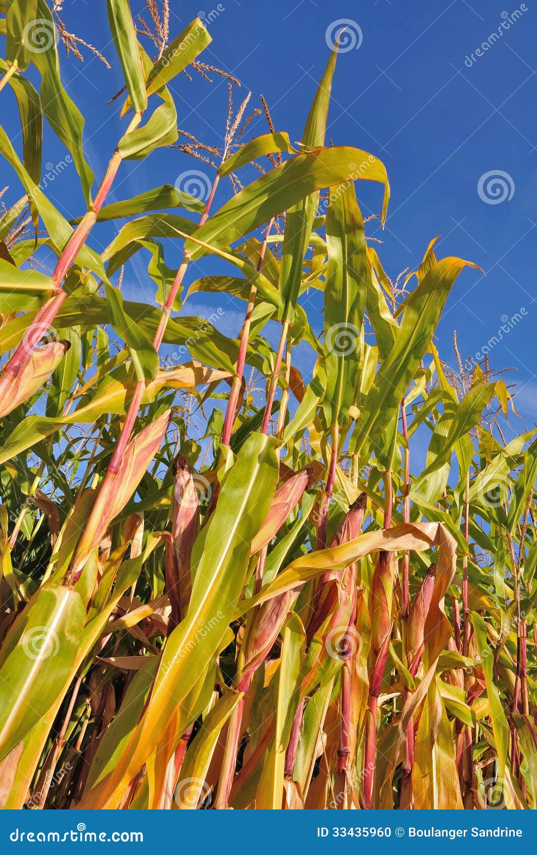 Maize field stock photo. Image of feet, sunny, ripe, yellowing - 33435960