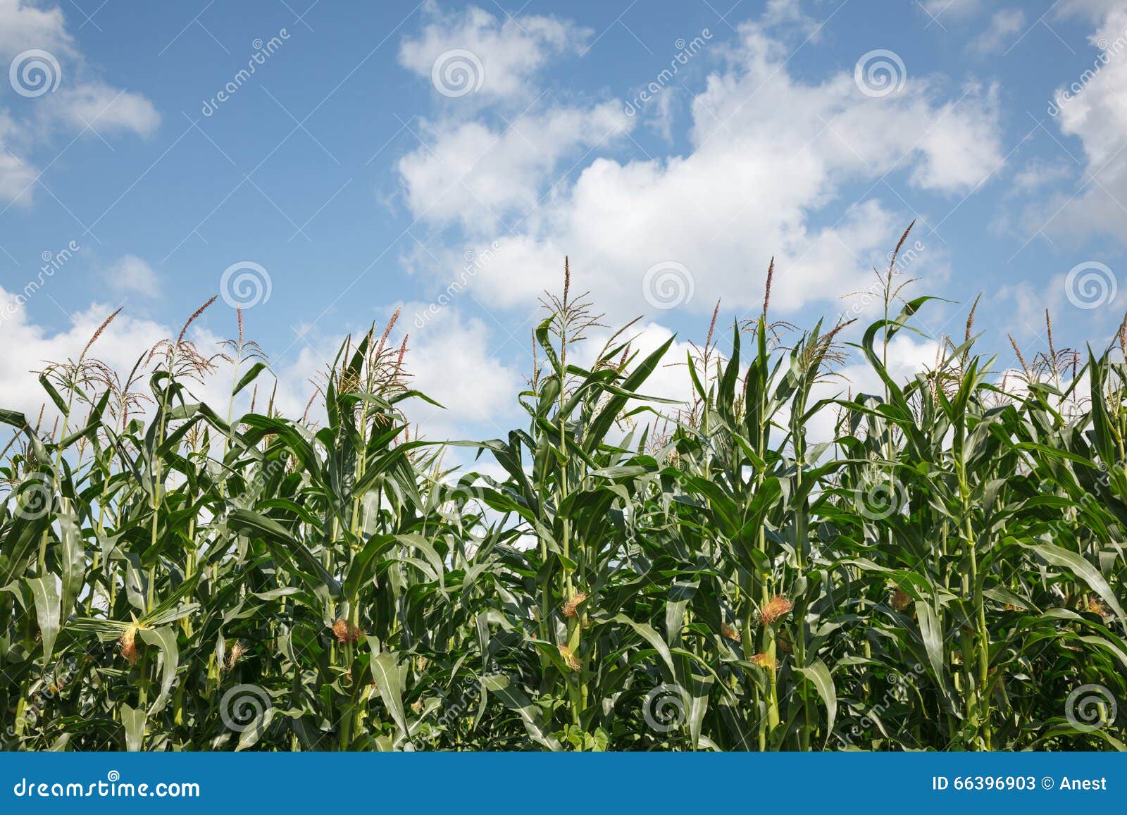 Maize field stock image. Image of harvest, nature, corn - 66396903