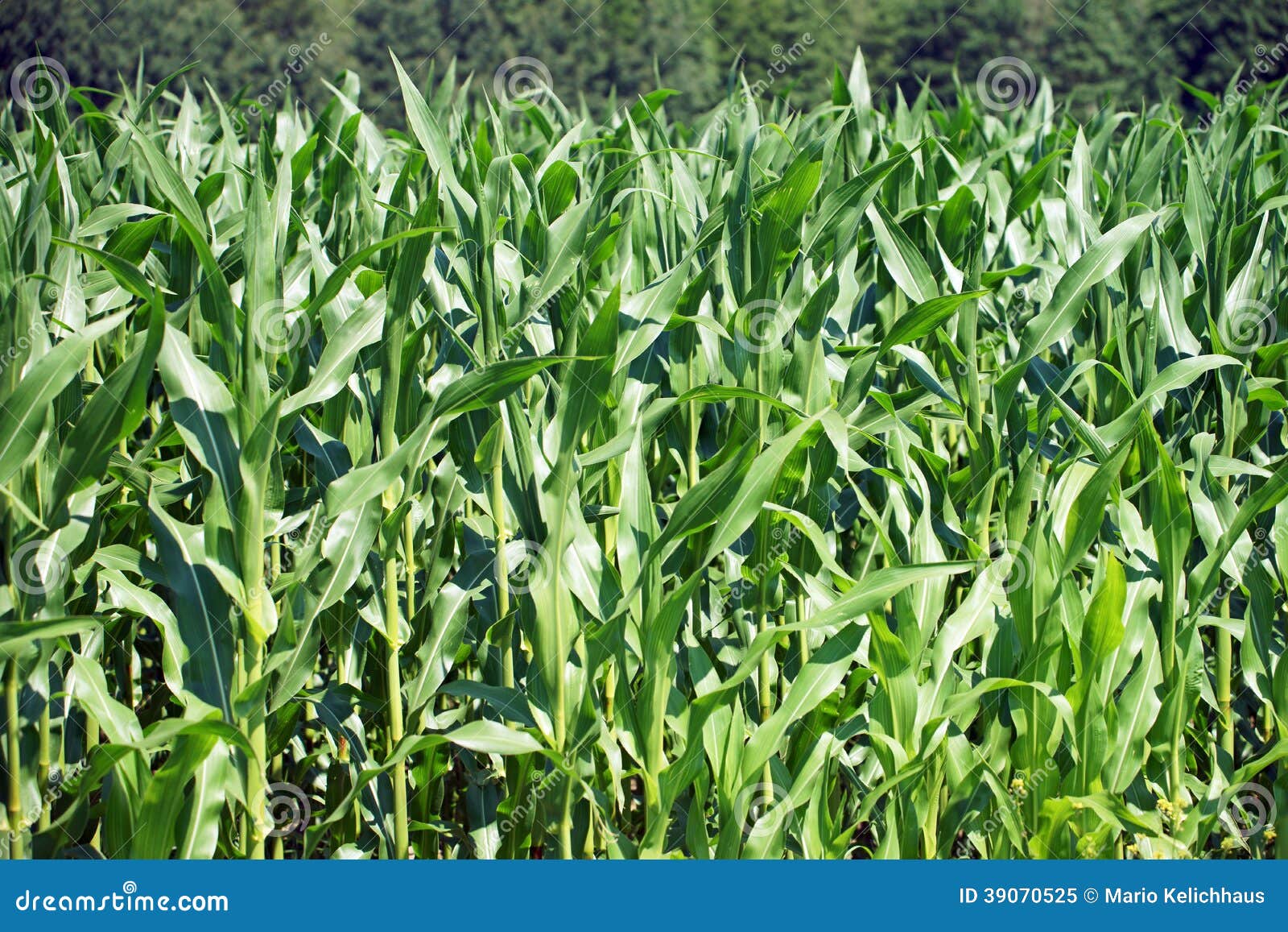 Maize field stock image. Image of season, plant, food - 39070525