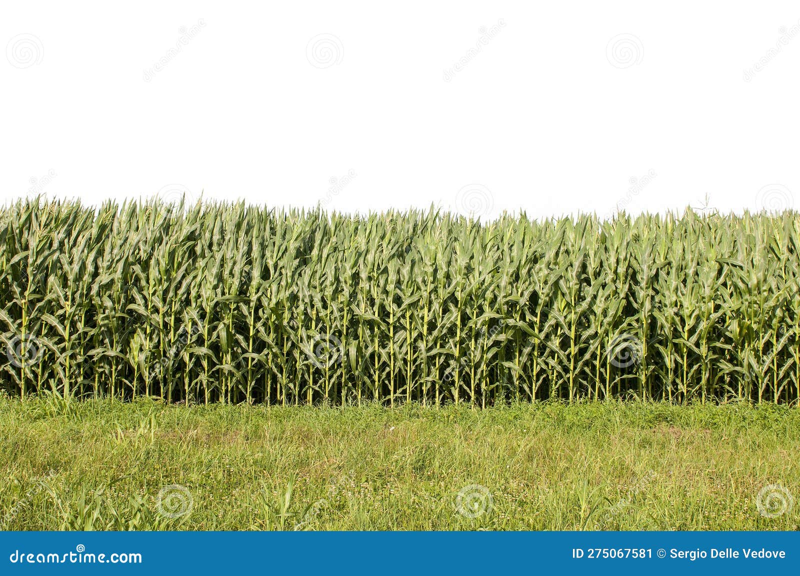 Maize field stock image. Image of farm, scene, landscape - 275067581