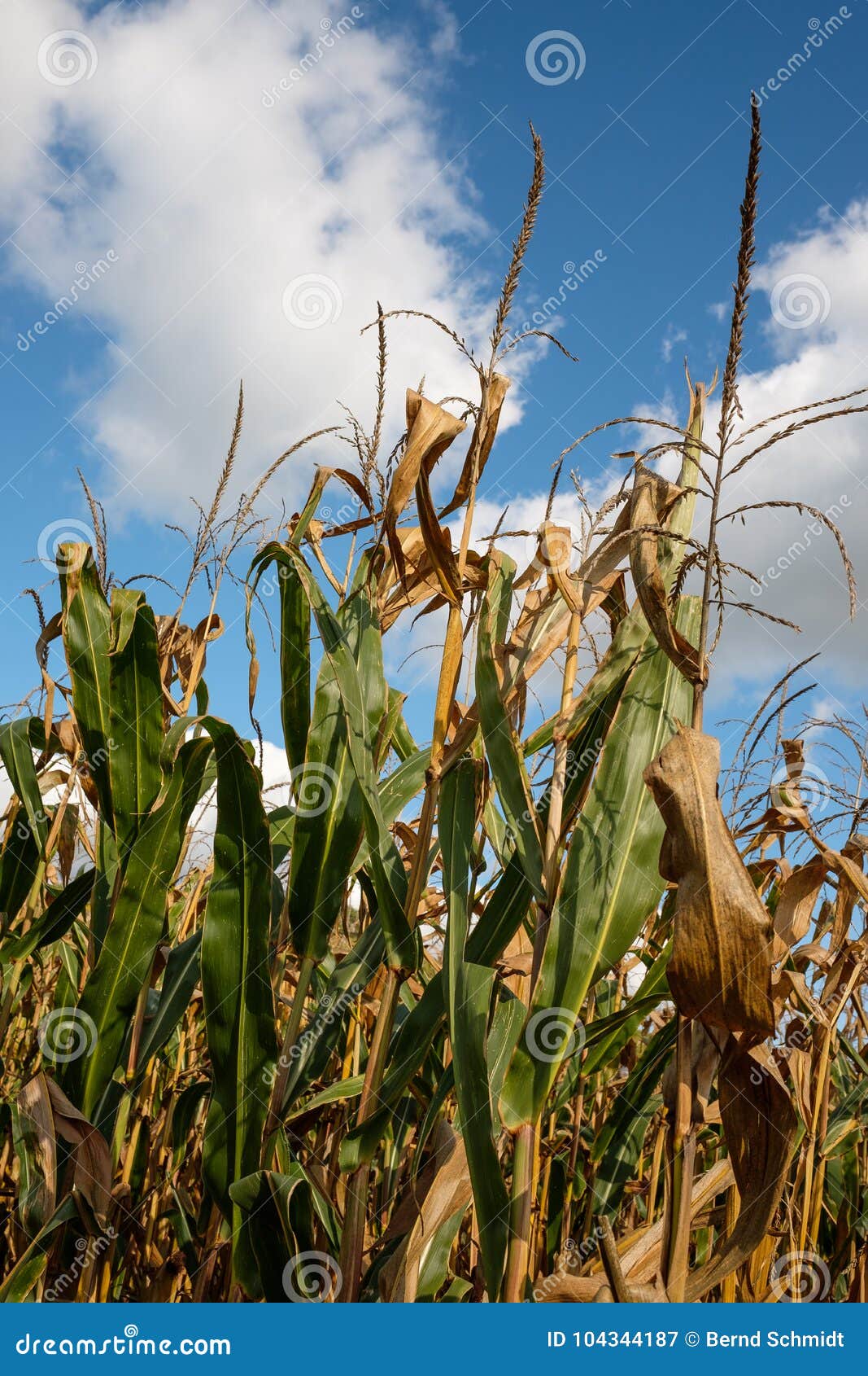 Maize Field with Blue Sky and Clouds in Vertical Format Stock Image ...
