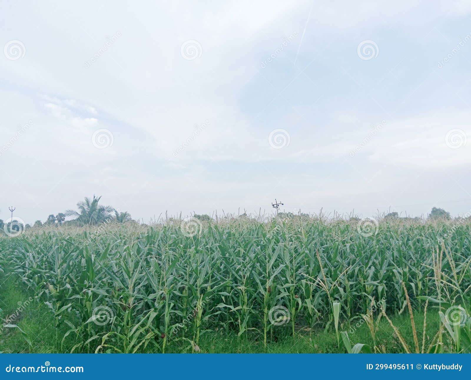 The Maize Flowering Side Rice Paddies Stock Photography | CartoonDealer ...