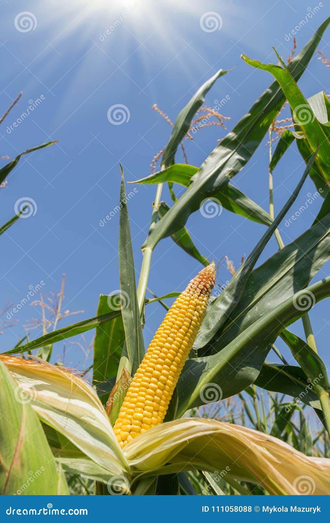 Maize on the Field. Golden Corn Under Sun Stock Photo - Image of health ...