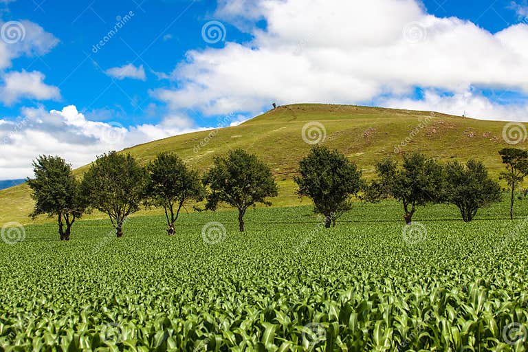 Maize Field Green Trees Mountains Stock Image - Image of clouds, colors ...