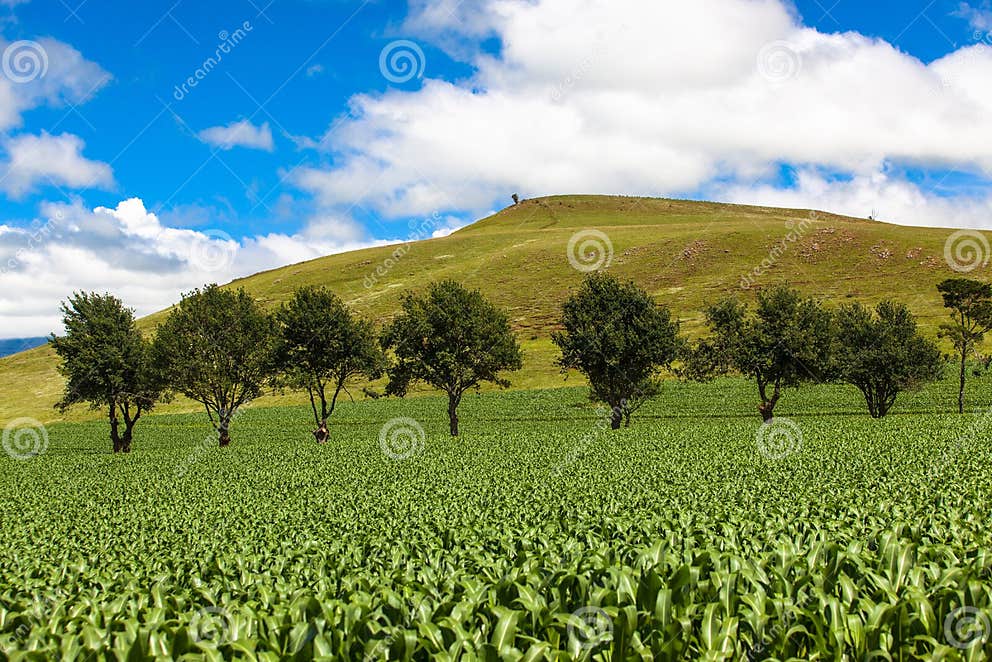 Maize Field Green Trees Mountains Stock Image - Image of clouds, colors ...