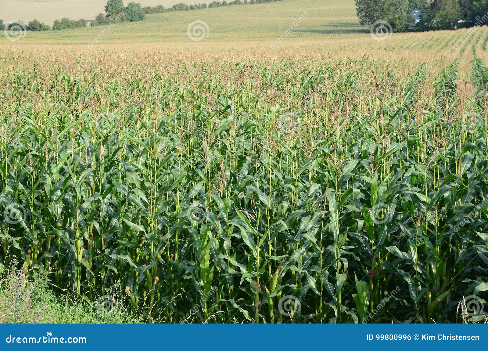 Maize Field stock photo. Image of outdoor, food, fields - 99800996