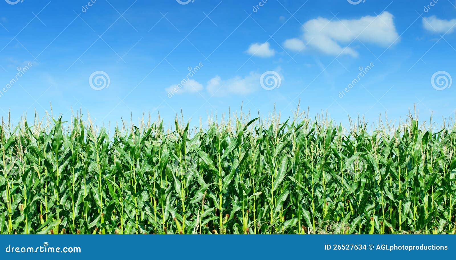 Maize Field Panorama Against Blue Sky Stock Photo - Image of farmland ...