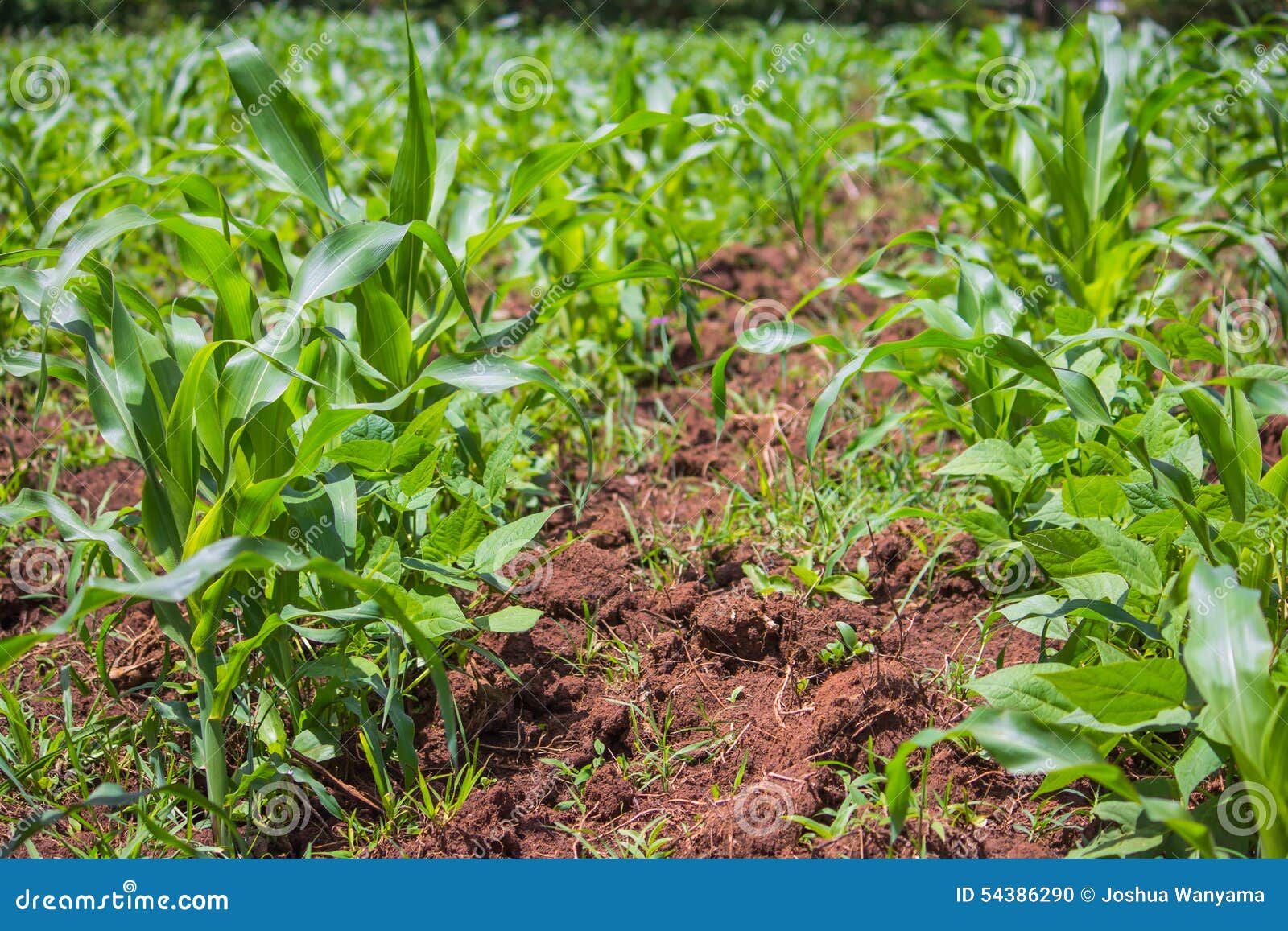 Maize field stock photo. Image of vegetable, corn, cultivation - 54386290