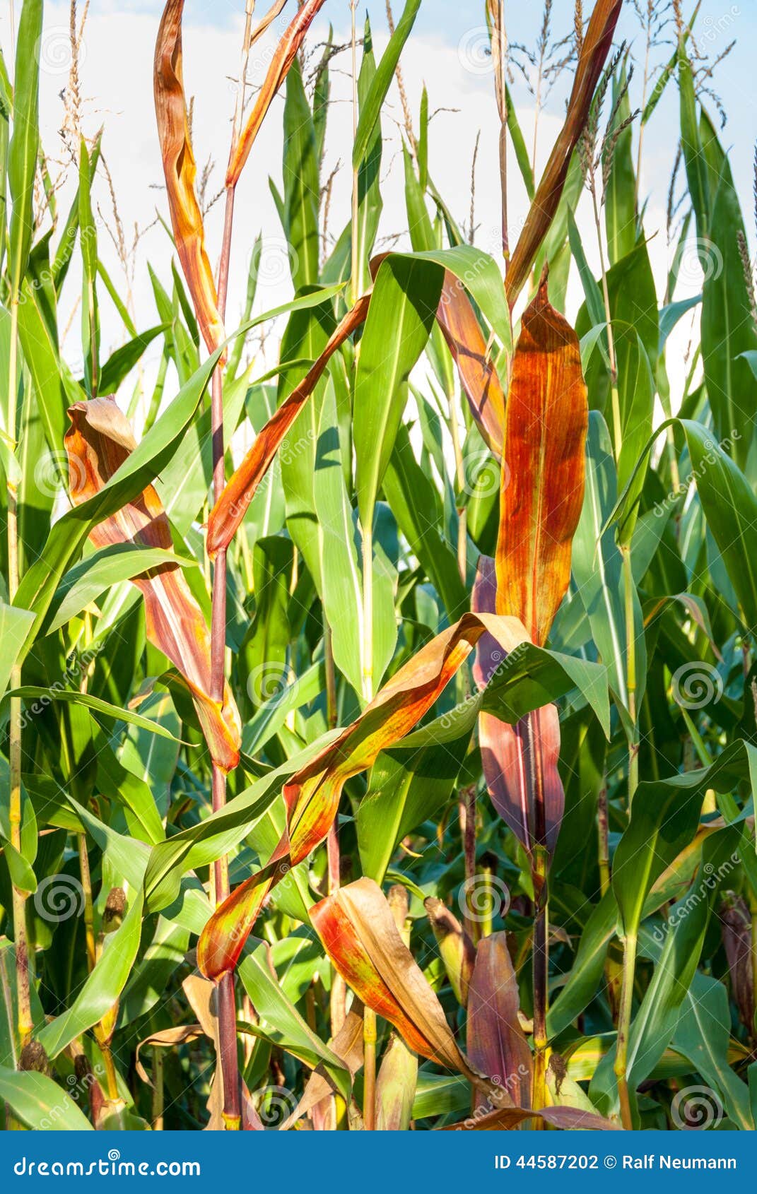 Maize field stock photo. Image of stalk, seeds, maize - 44587202