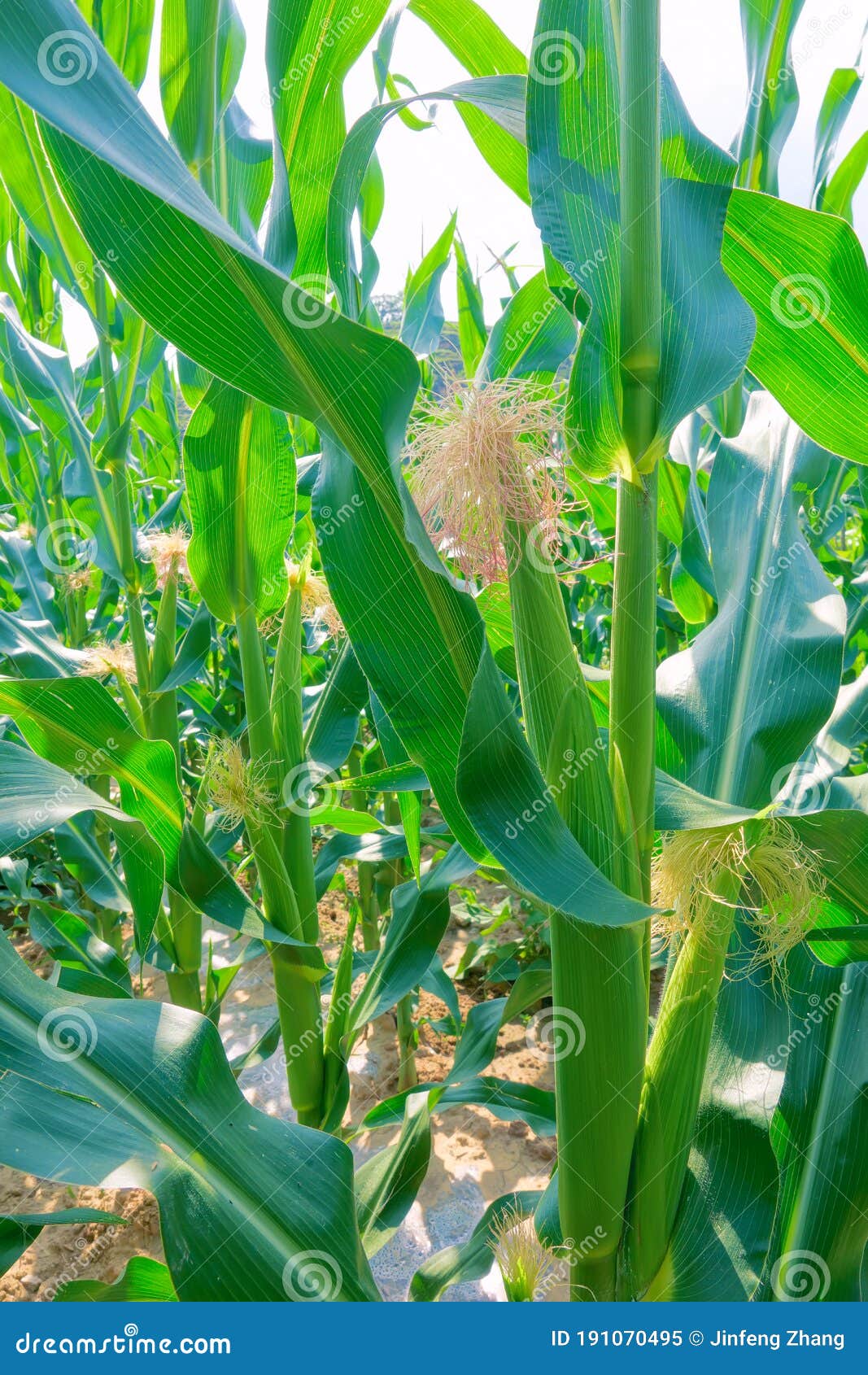 Maize field stock image. Image of maize, corn, green - 191070495