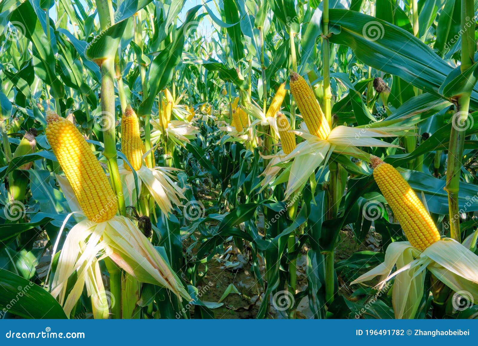 Maize field stock photo. Image of corn, crop, foodstaff - 196491782