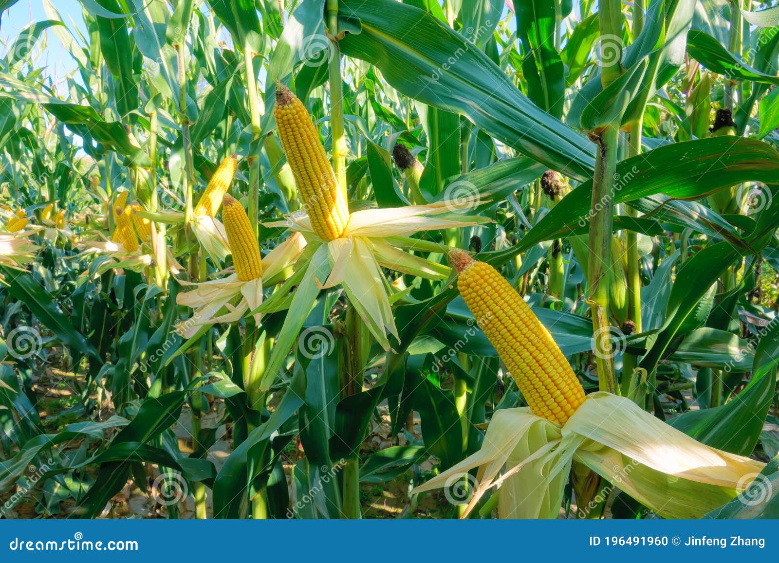 Maize field stock photo. Image of leaves, cobs, fruit - 196491960