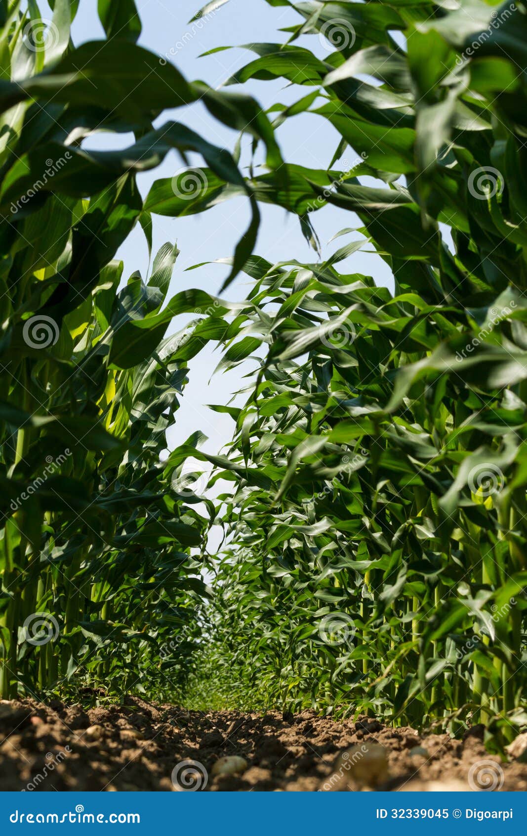Maize field in spring stock image. Image of food, nature - 32339045