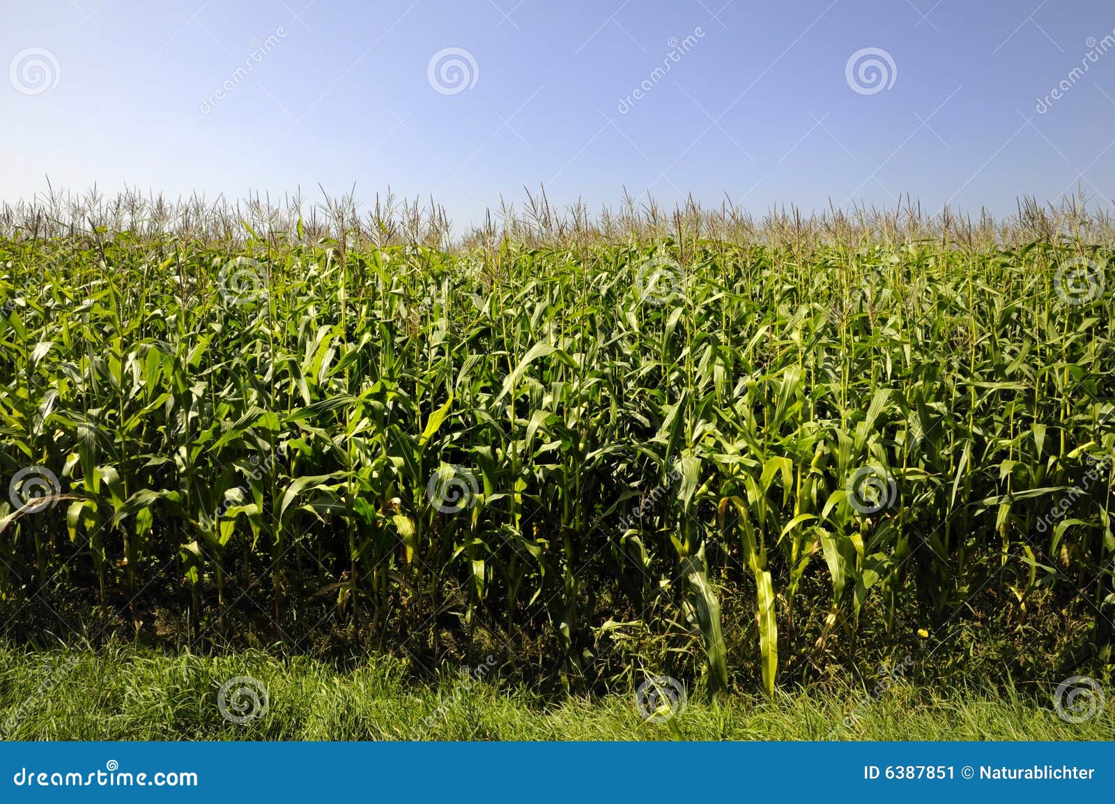 Maize field in summer stock image. Image of greenery, close - 6387851