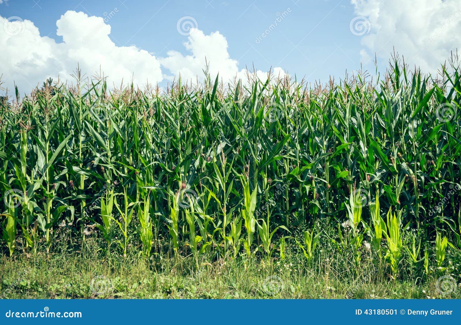 Maize field in summer stock image. Image of summer, flora - 43180501
