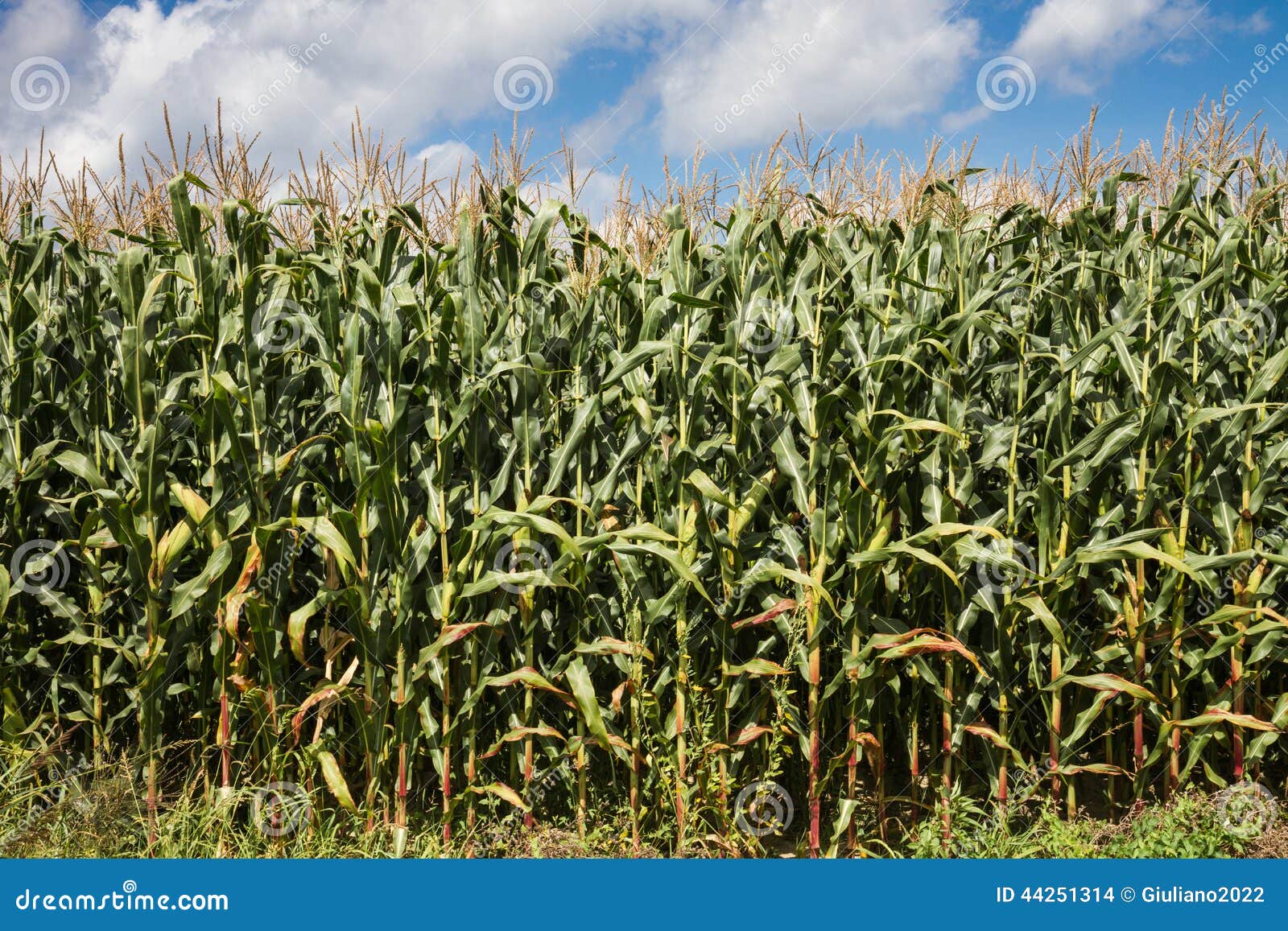 Maize field stock photo. Image of cloud, field, summer - 44251314