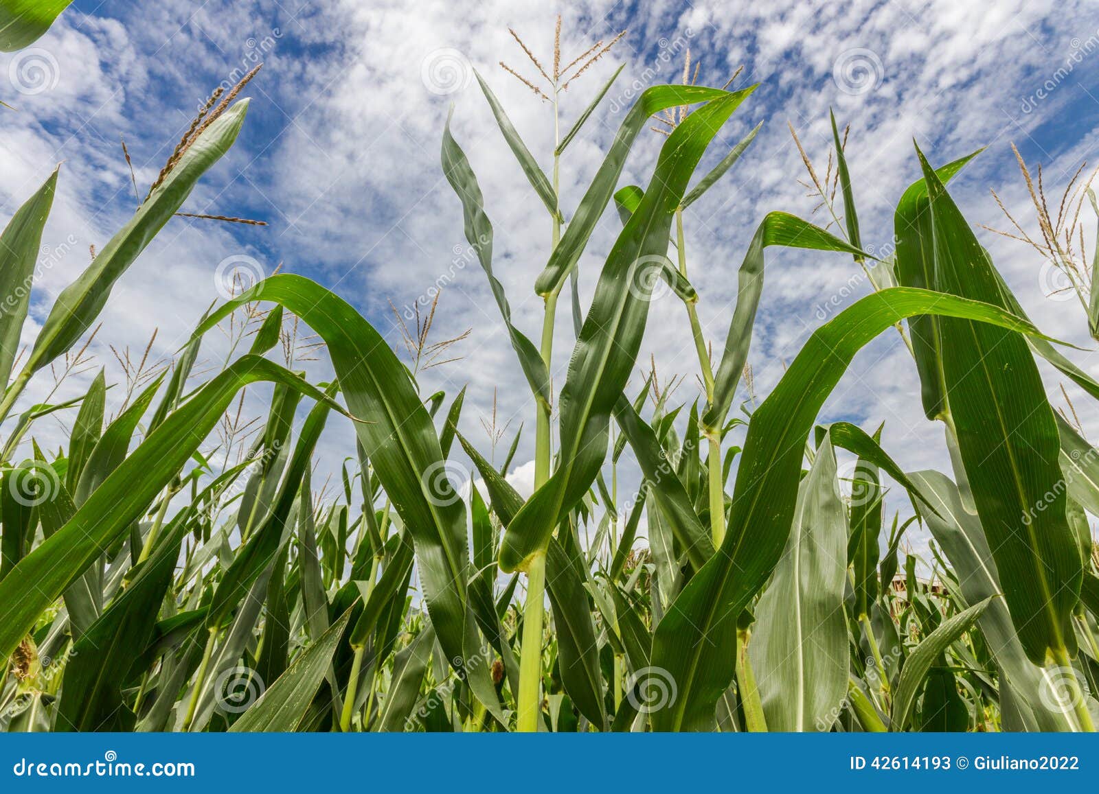 Maize field stock image. Image of leaf, cereal, farm - 42614193