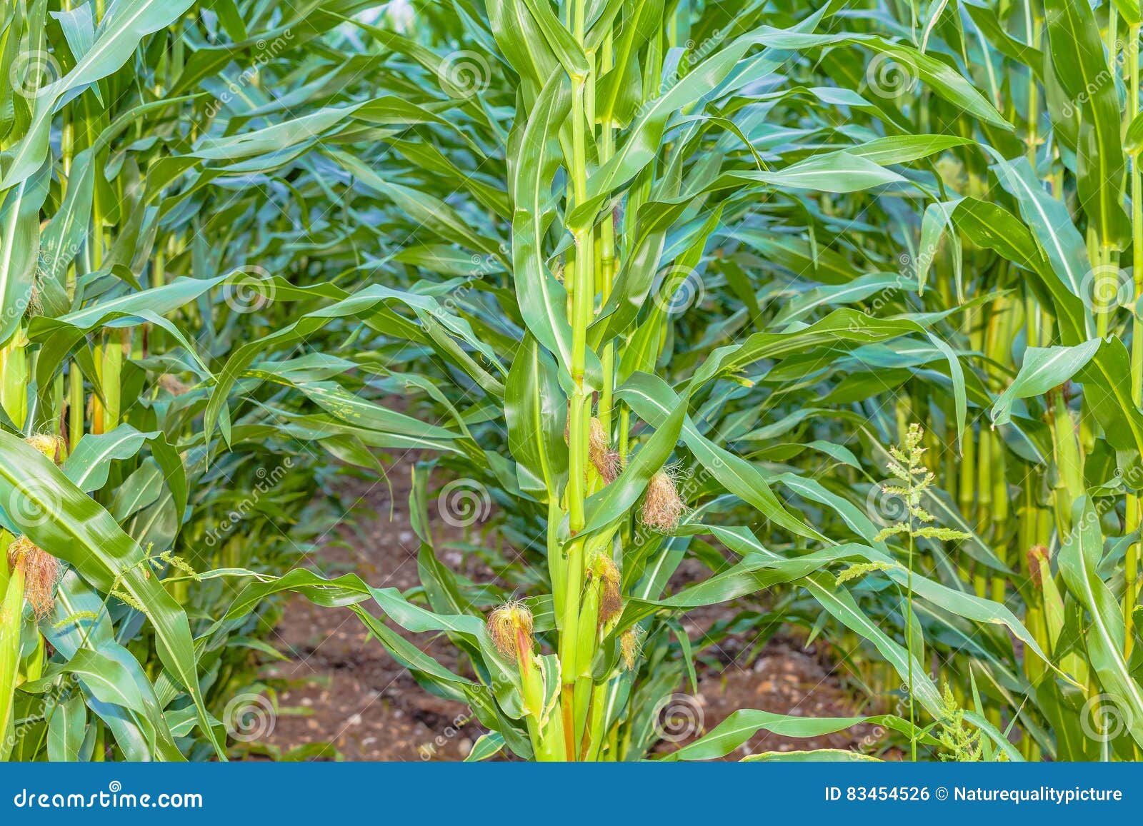Maize field stock photo. Image of organic, cereals, biological - 83454526
