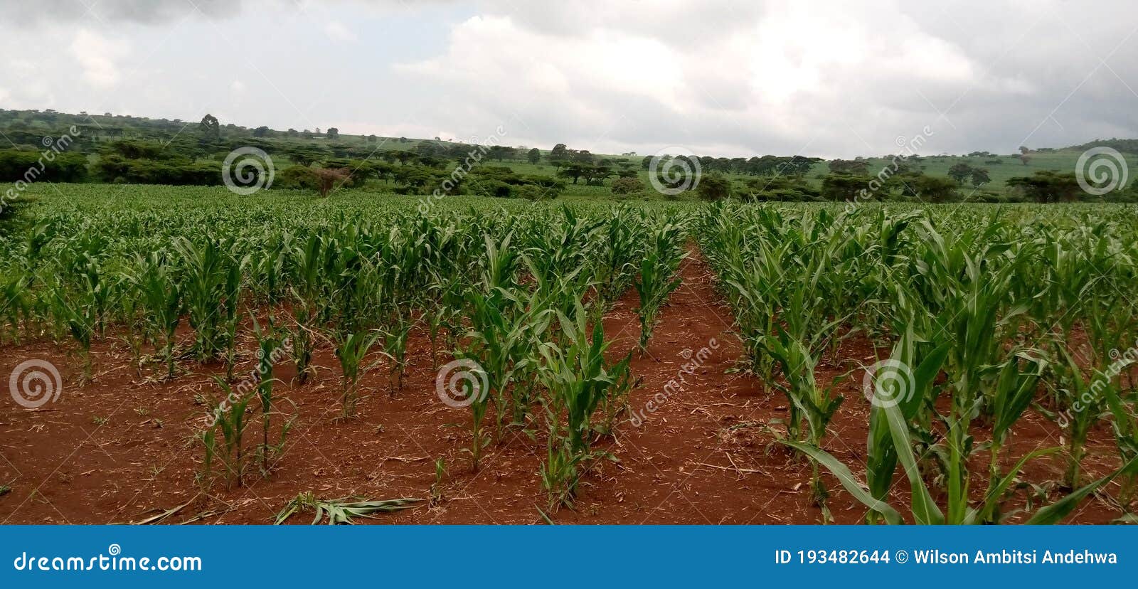 A Maize Field Well Weeded Weeds Stock Photo - Image of field, maize ...