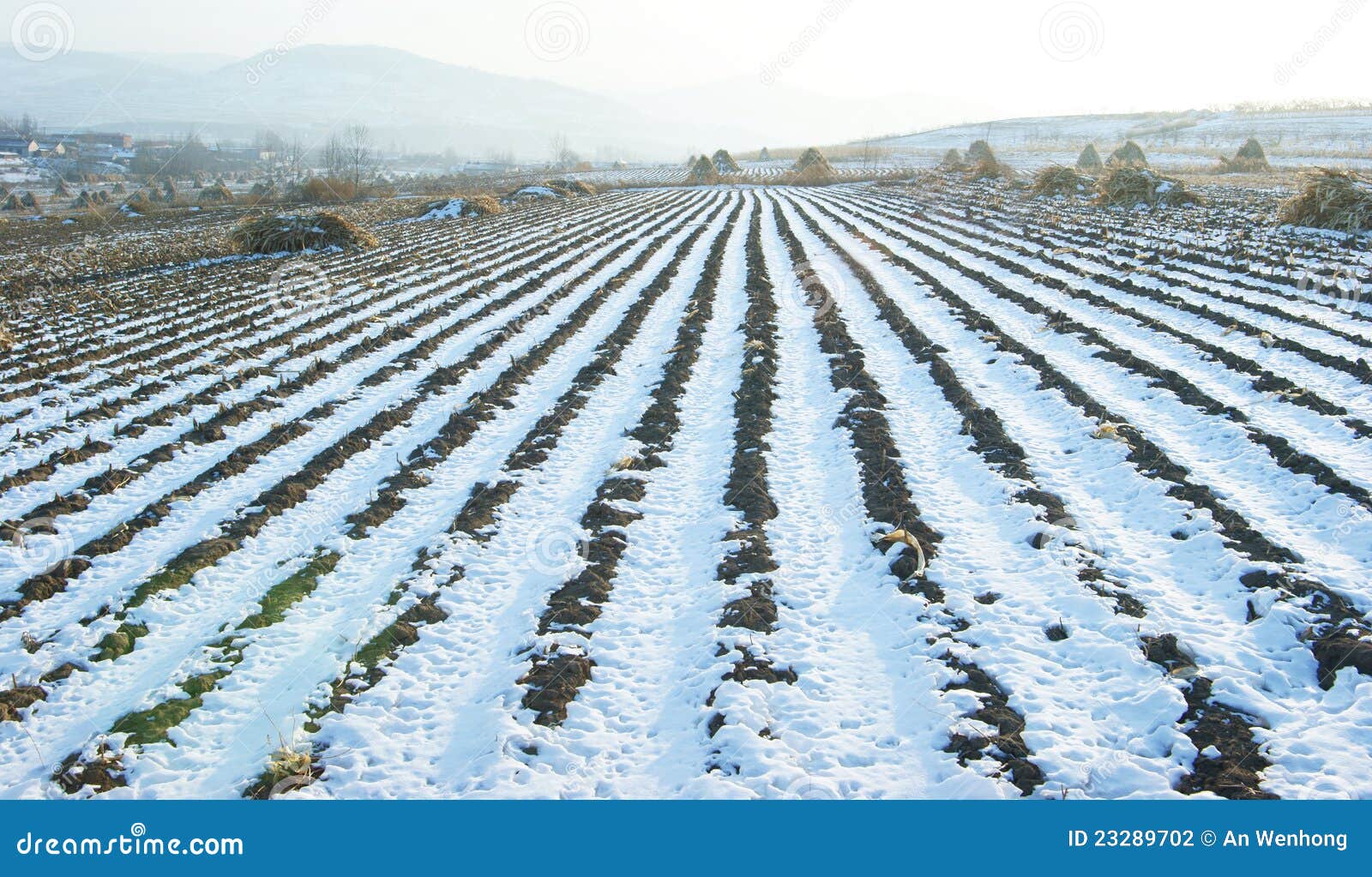 Maize field in winter stock photo. Image of building - 23289702