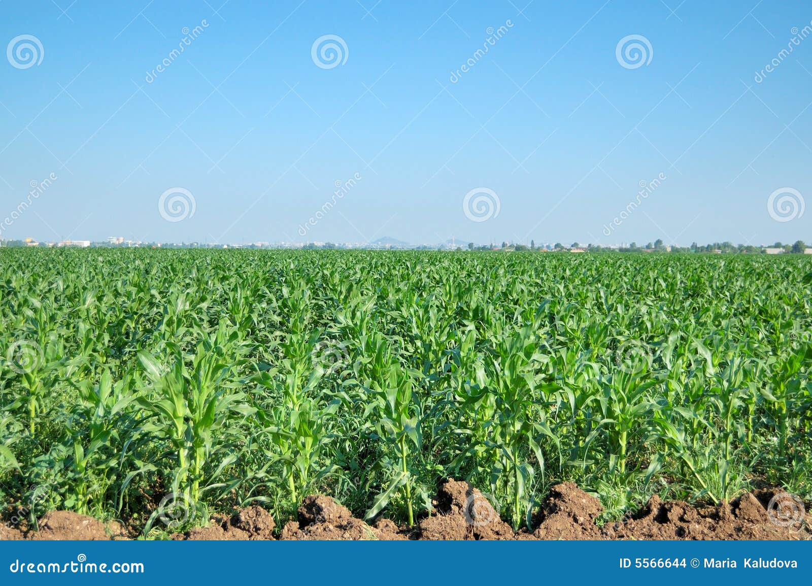 Maize fields stock photo. Image of farmland, agriculture - 5566644
