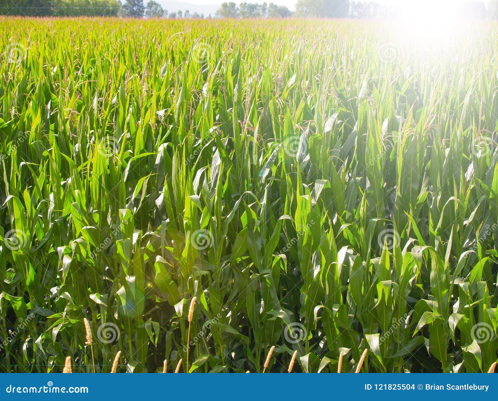 Maize Fields, Long Green Lush Crop Stock Photo - Image of green ...