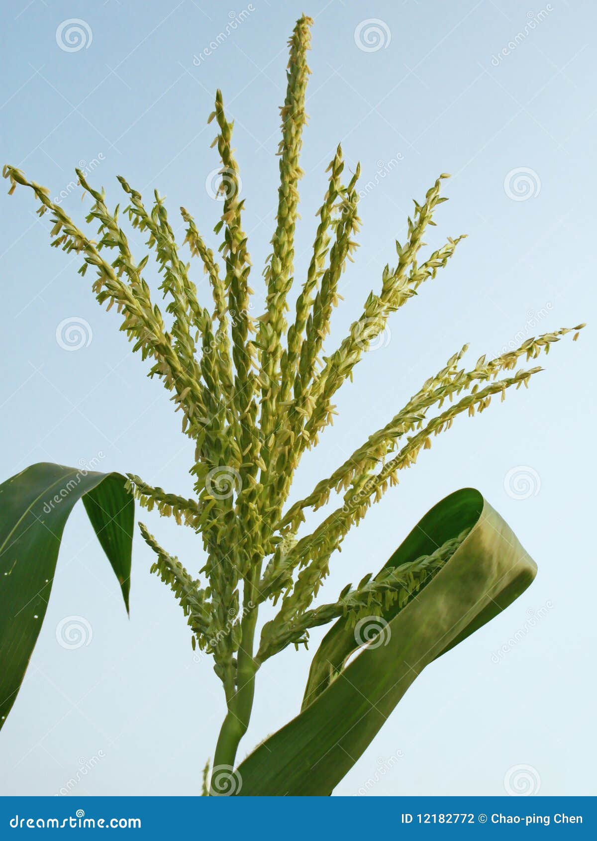 A maize flower stock photo. Image of harvest, plant, maize - 12182772