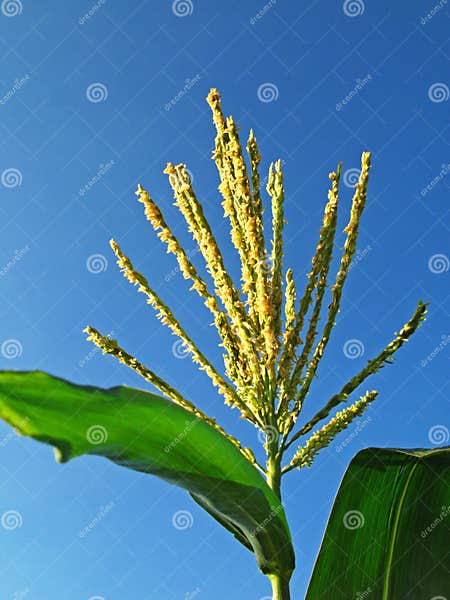 A maize flower stock image. Image of food, flora, cuisine - 12241591