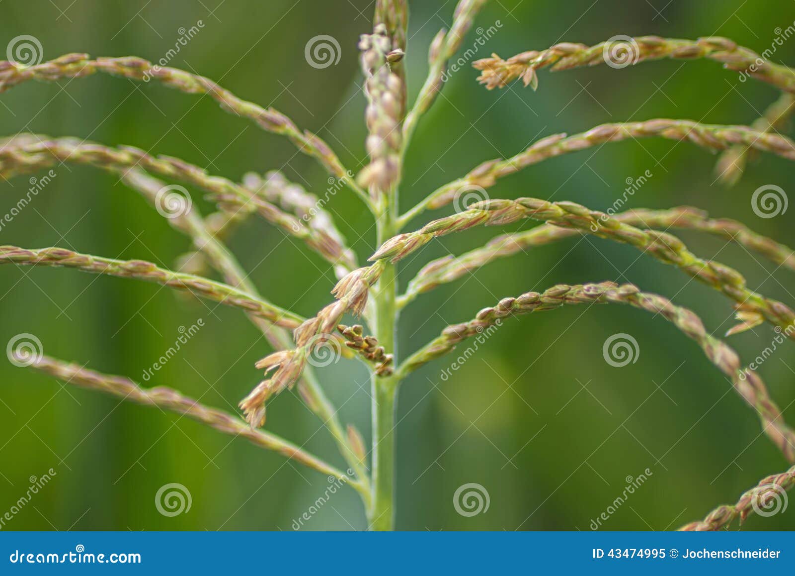 Maize flower stock image. Image of grain, mays, rural - 43474995