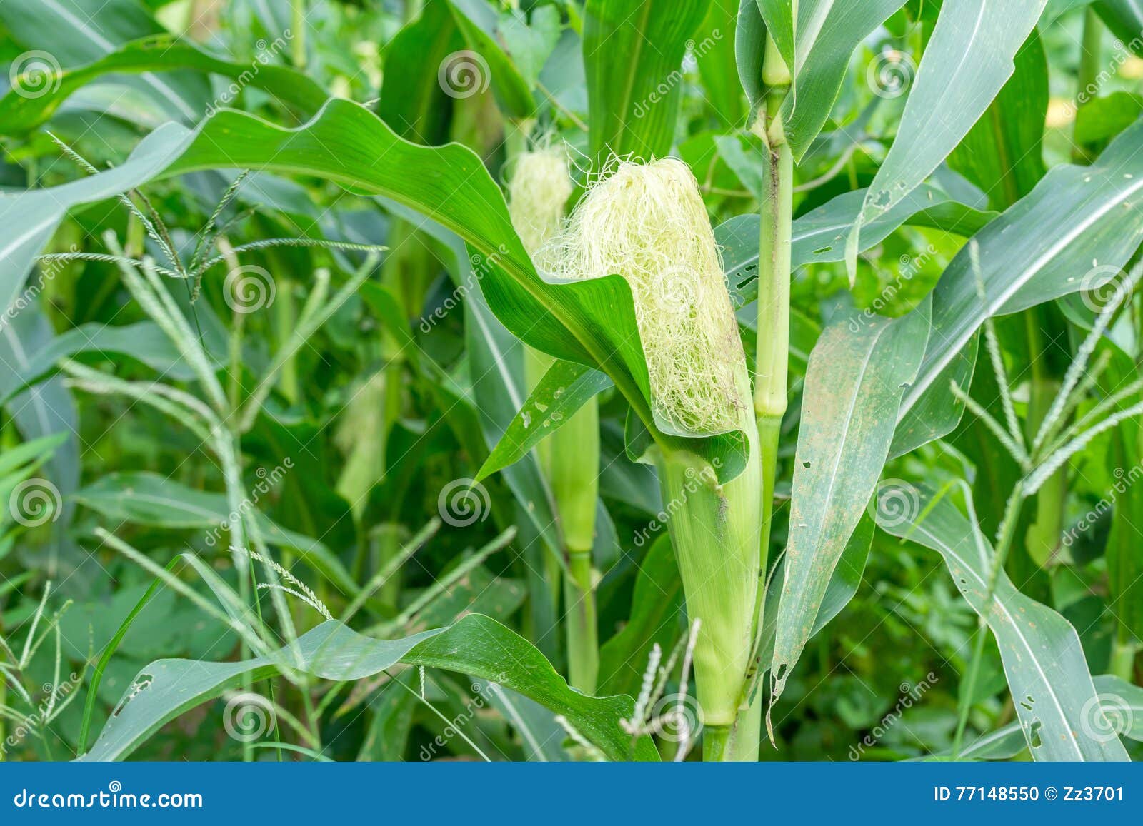 Maize flower-corn flower stock photo. Image of growth - 77148550