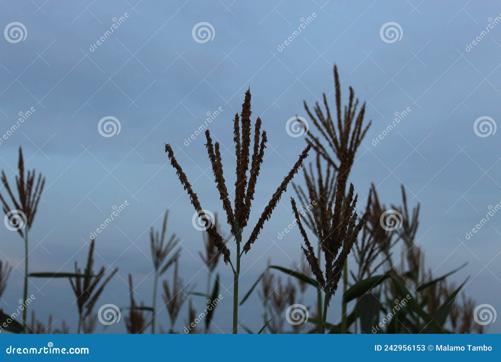 Maize flowering stock image. Image of plant, branch - 242956153