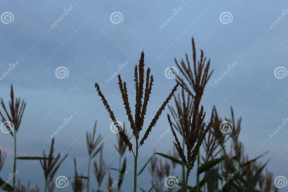 Maize flowering stock image. Image of plant, branch - 242956153