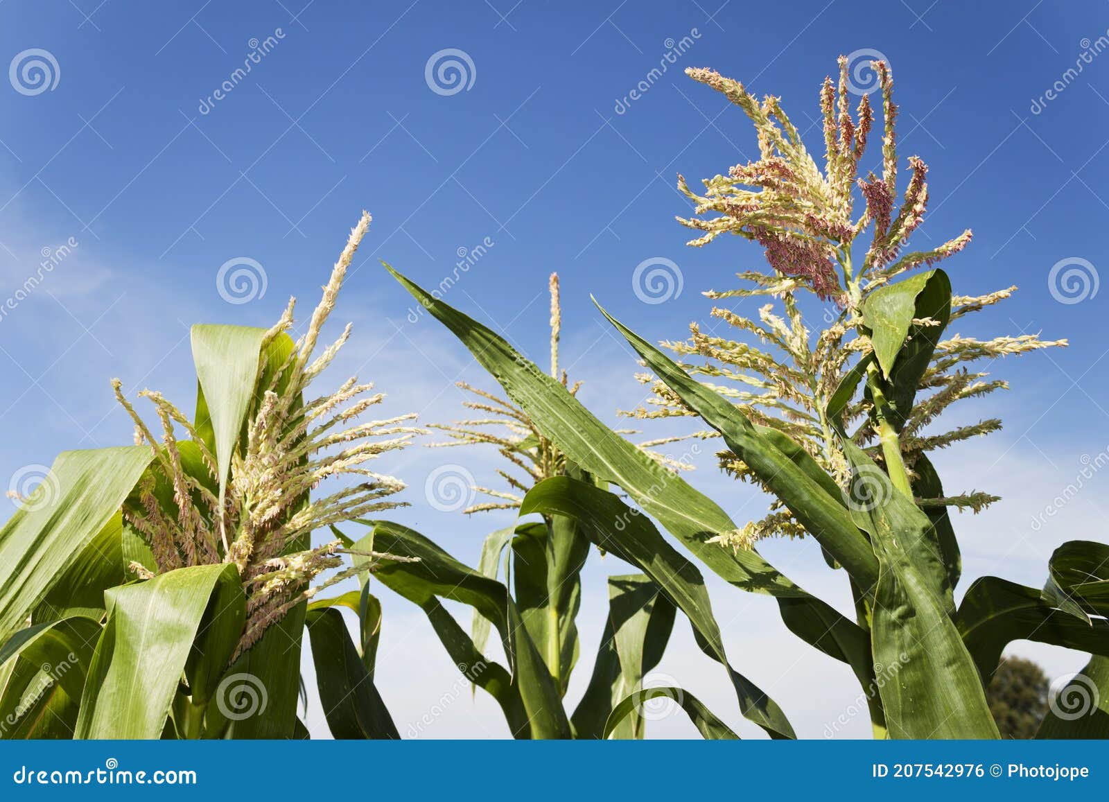 The Maize Flowering Side Rice Paddies Stock Photography | CartoonDealer ...