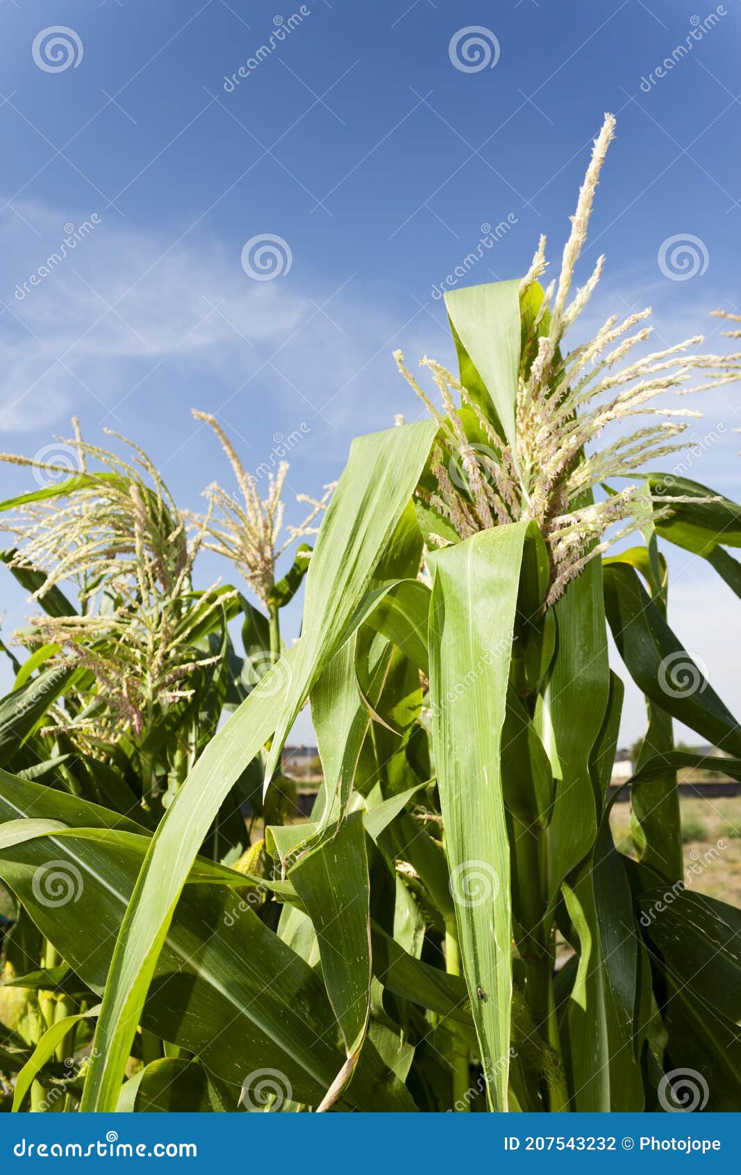 The Maize Flowering Side Rice Paddies Stock Photography | CartoonDealer ...