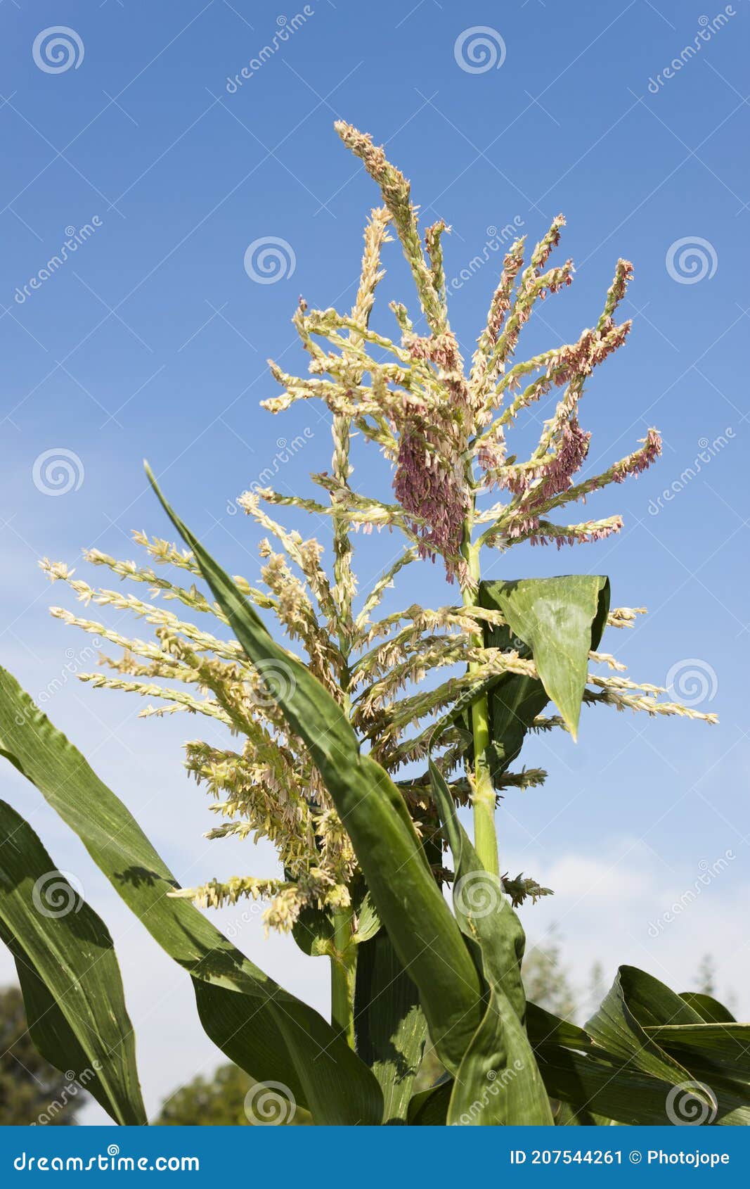 The Maize Flowering Side Rice Paddies Stock Photography | CartoonDealer ...