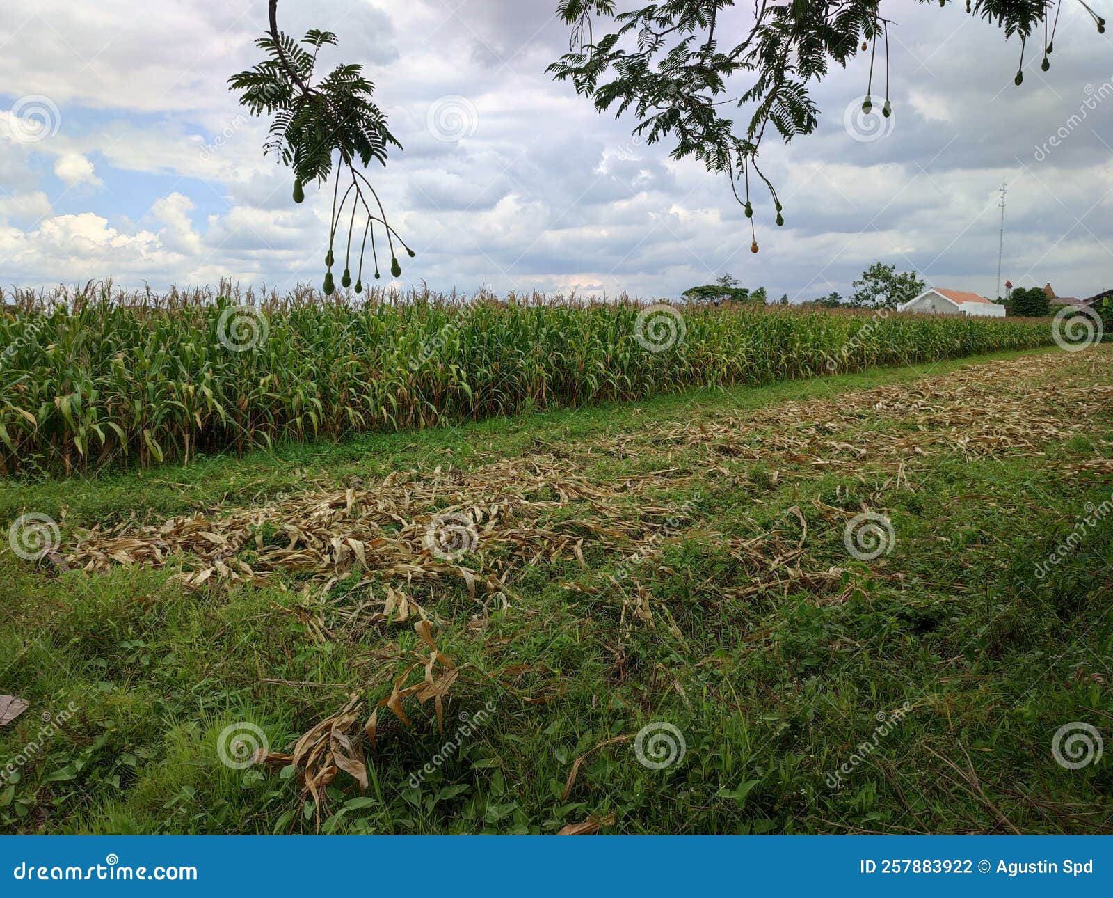 Maize Food Crops in Rice Fields in Asia Stock Photo - Image of crops ...