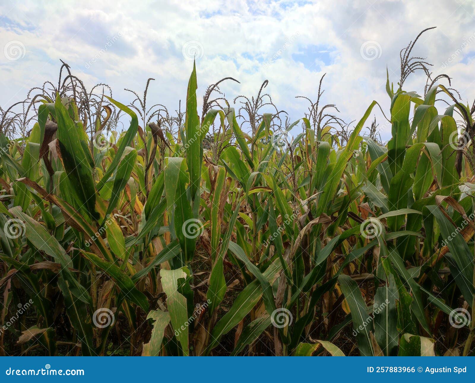 Maize Food Crops in Rice Fields in Asia Stock Photo - Image of maize ...