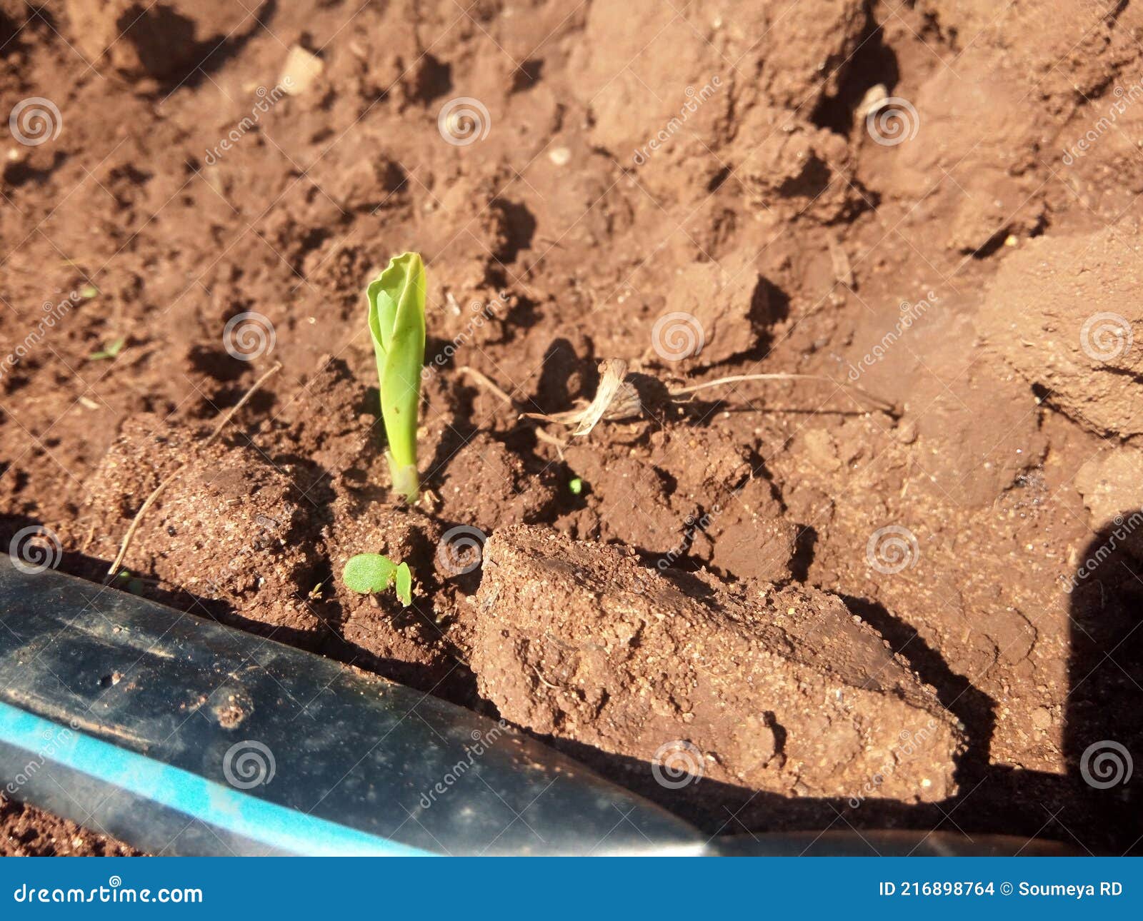 Maize germination process stock photo. Image of soil - 216898764