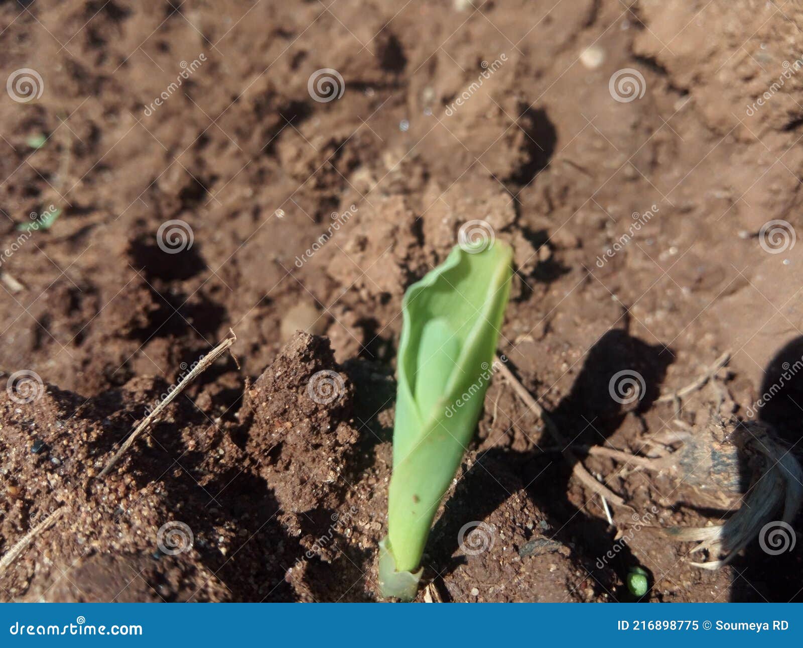 Maize germination process stock image. Image of insect - 216898775