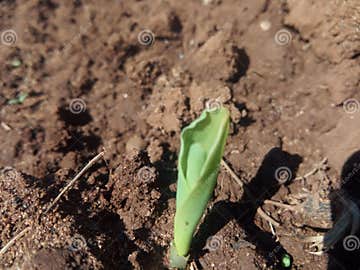 Maize germination process stock image. Image of insect - 216898775