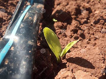 Maize germination process stock photo. Image of insect - 216898784