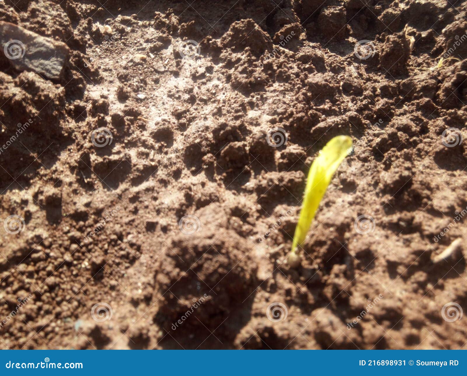 Maize germination process stock image. Image of abiotic - 216898931